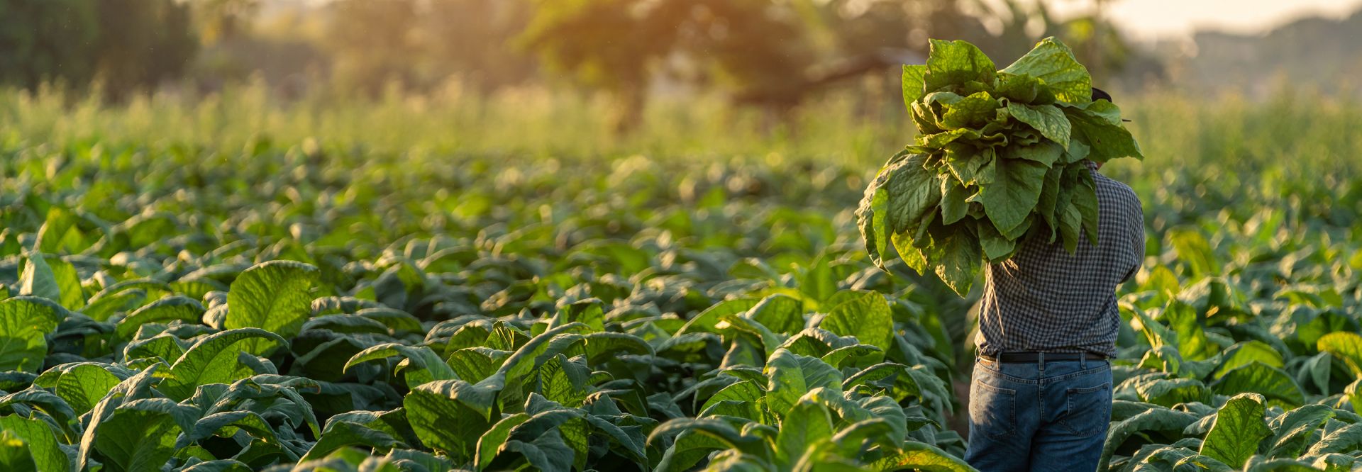 BAT Rothmans - BAT 그룹의 지속가능성 전략